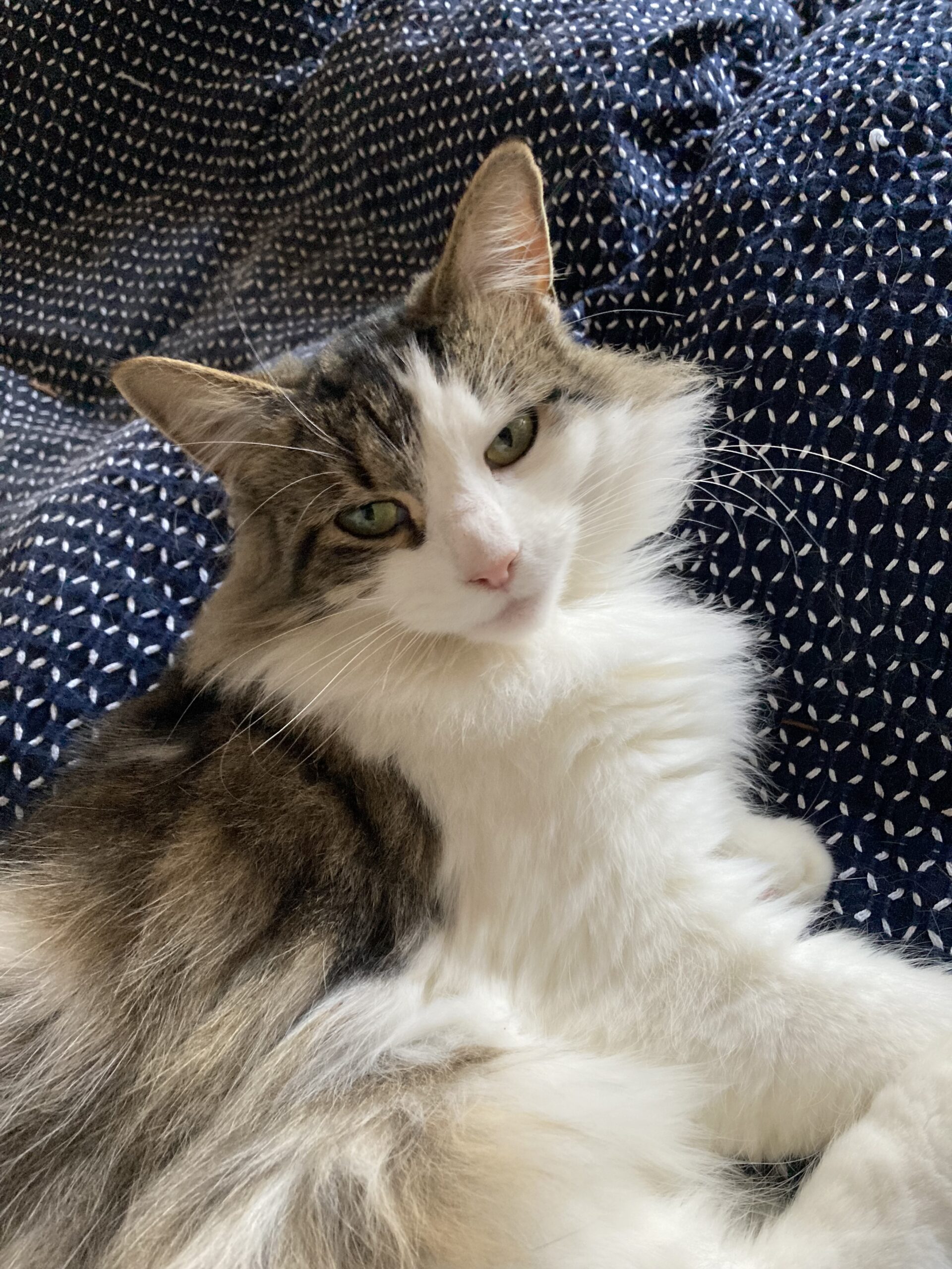 A Big Thank You for a Year to Remember - Oxford Centre for Animal Ethics